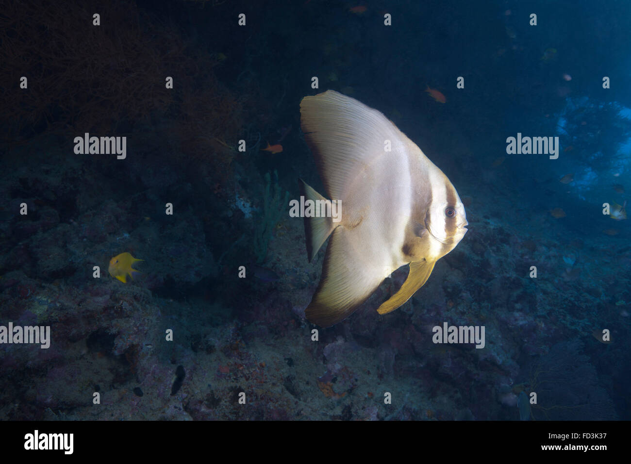 Longfin spadefish (Platax teira), Beqa Lagoon, Fiji Stock Photo - Alamy