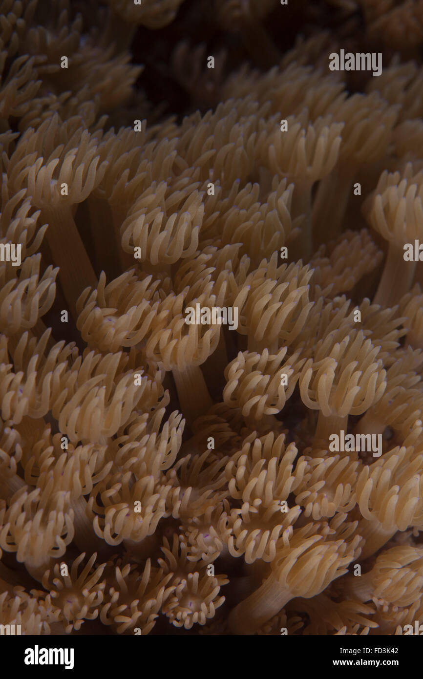 Coral polyps feeding, Beqa Lagoon, Fiji Stock Photo - Alamy