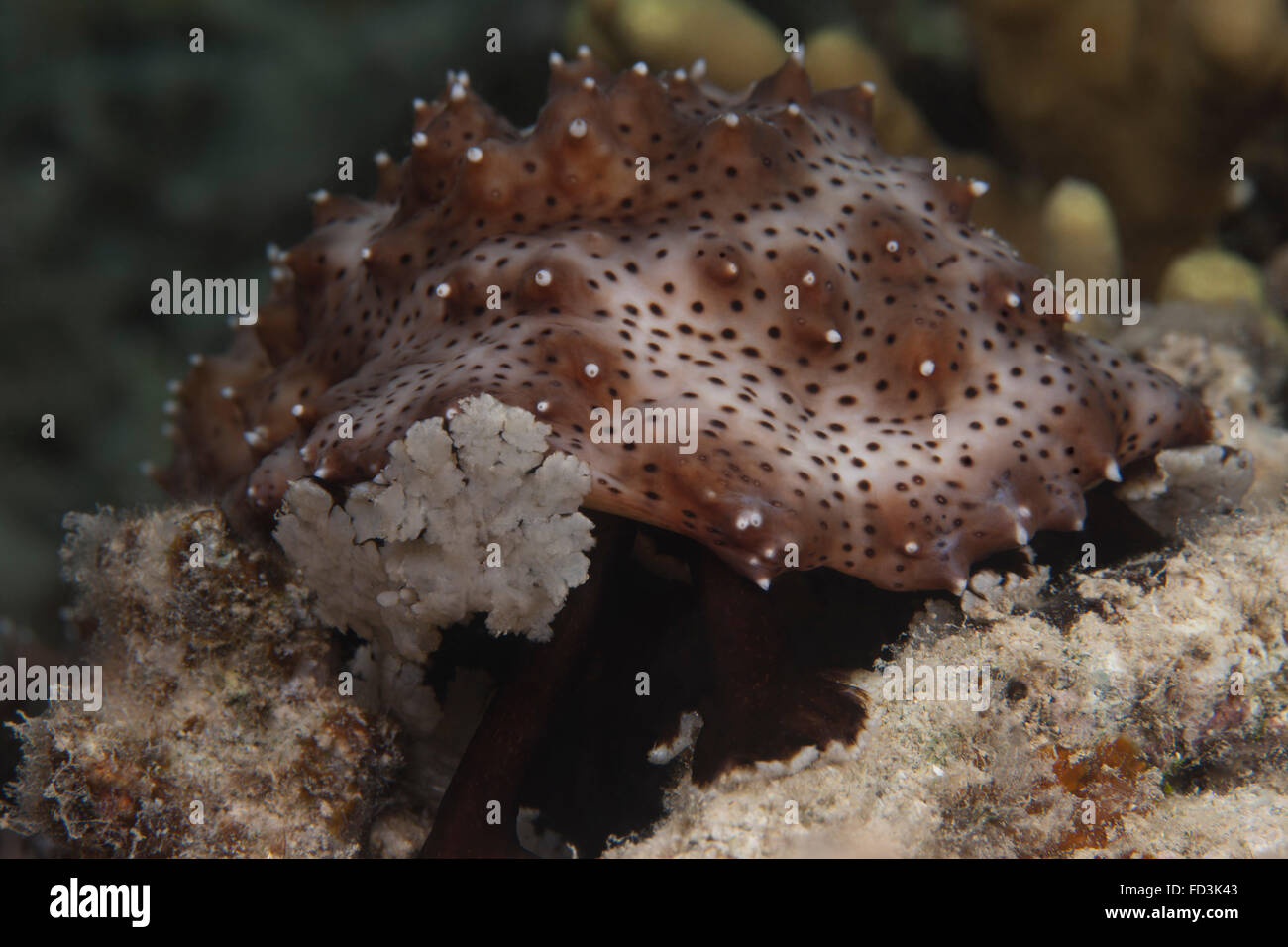 Sea cucumber (Bohadschia graeffei) feeding on algae, Beqa Lagoon, Fiji ...