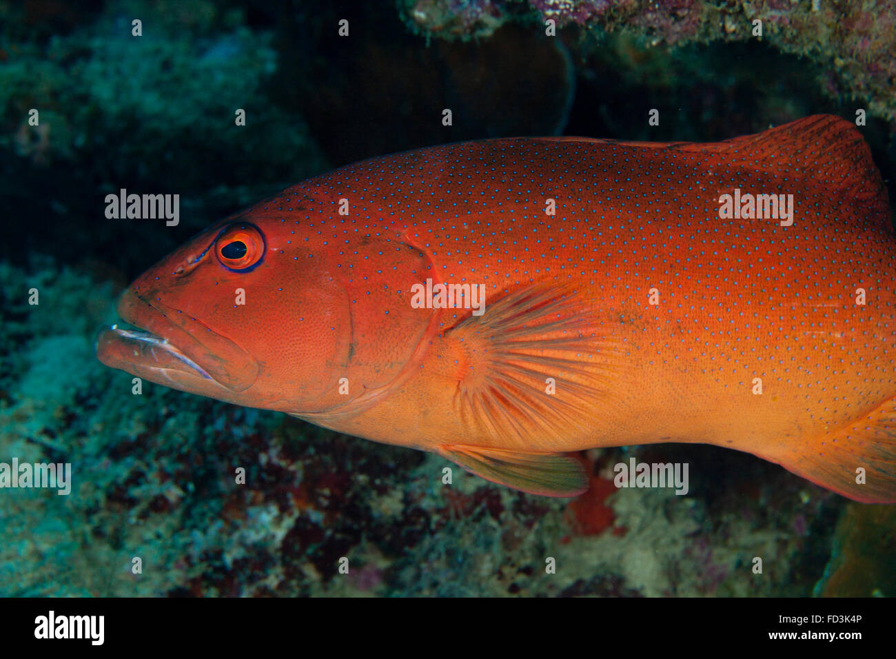 Spotted grouper, Beqa Lagoon, Fiji Stock Photo - Alamy