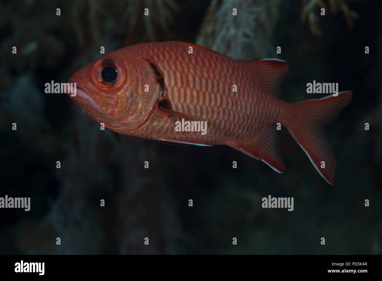 A bigscale soldierfish (Myripristis berndti), Beqa Lagoon, Fiji Stock ...