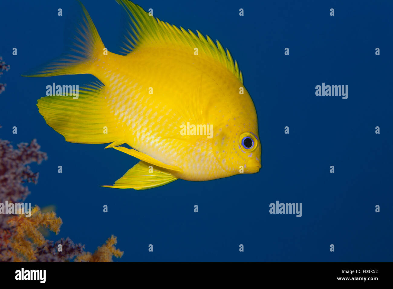 Golden damselfish, side view, Fiji Stock Photo - Alamy