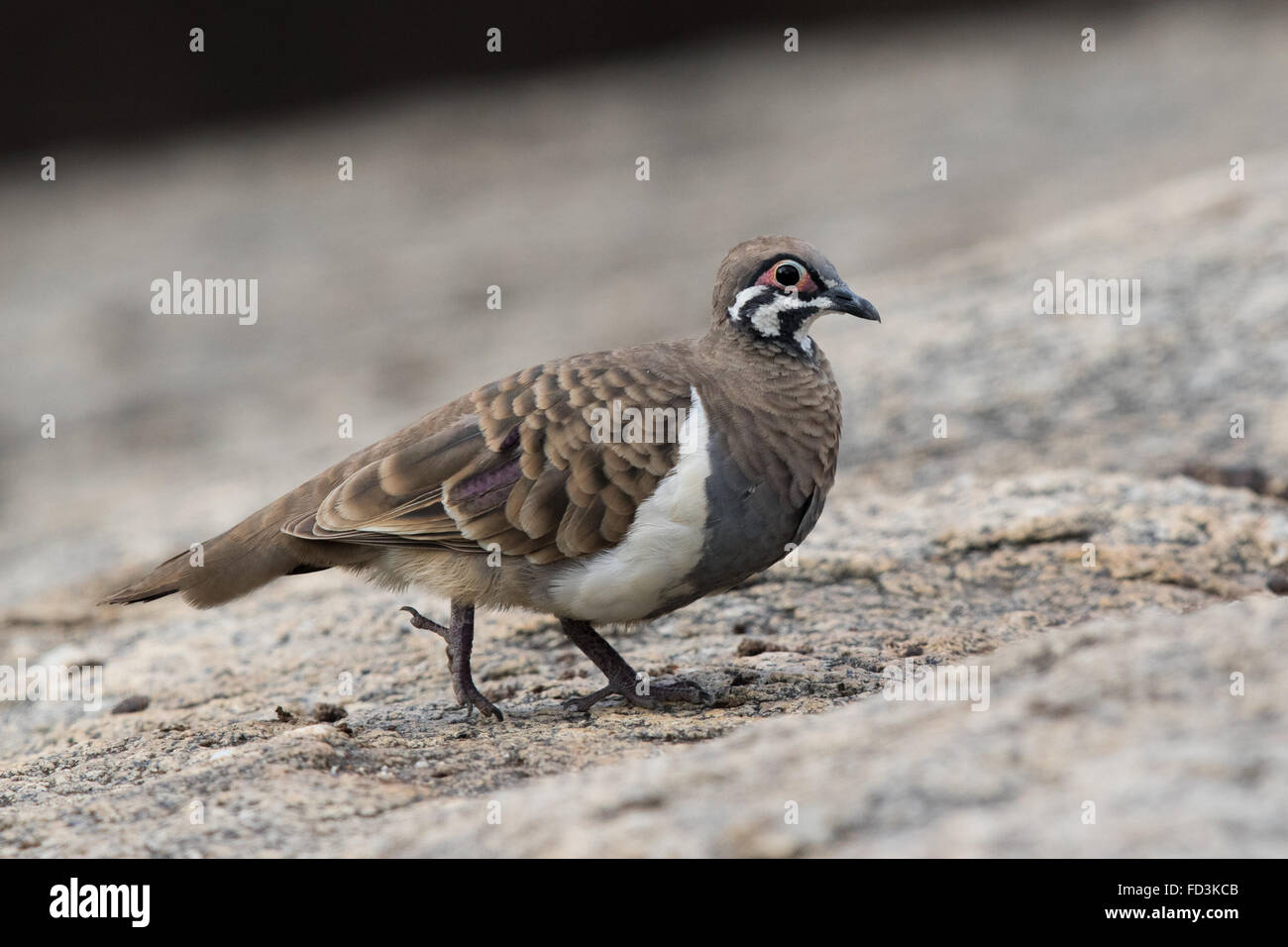 Australian squatter hi-res stock photography and images - Alamy