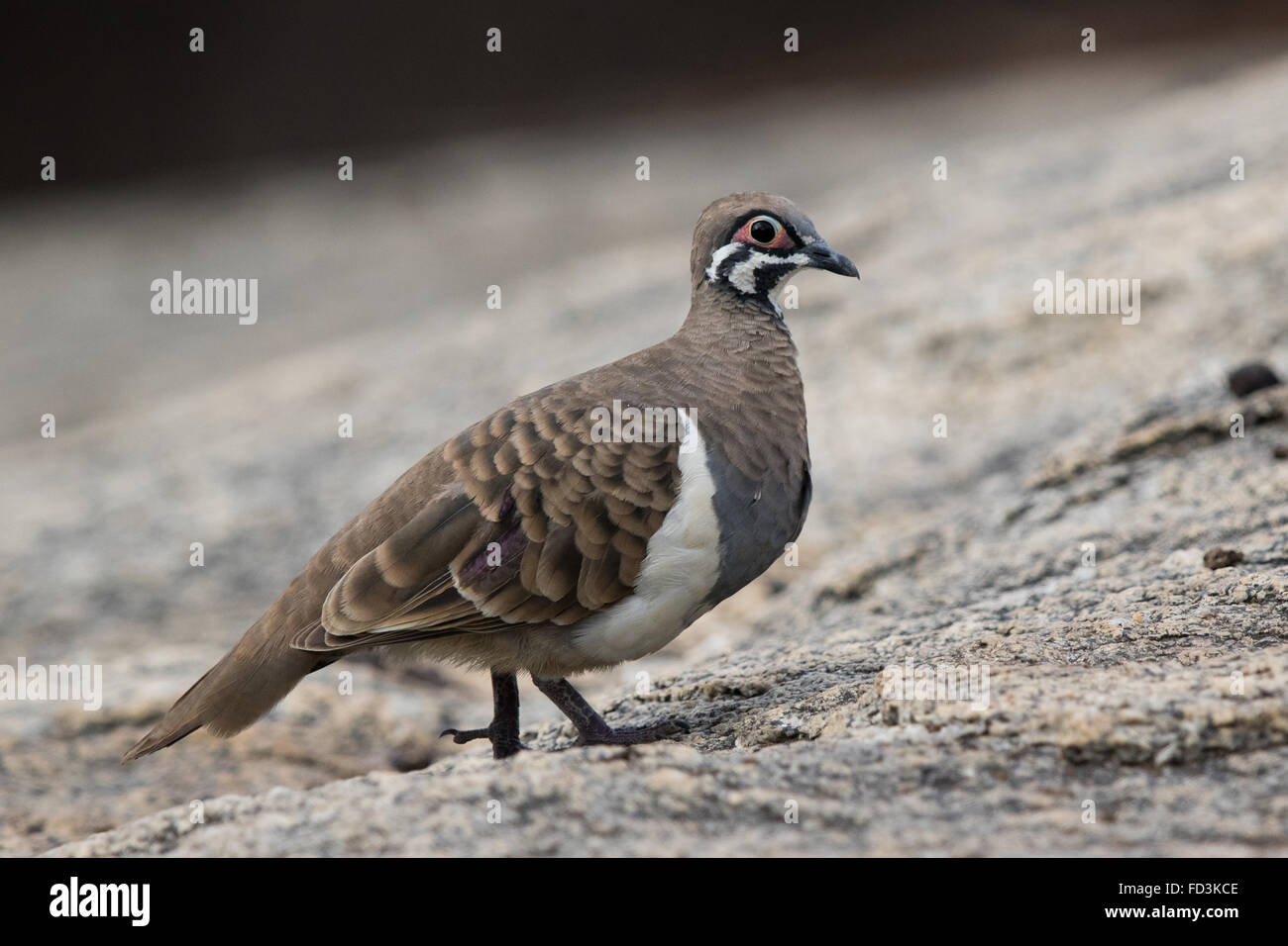 Squatter Pigeon (Geophaps scripta Stock Photo - Alamy