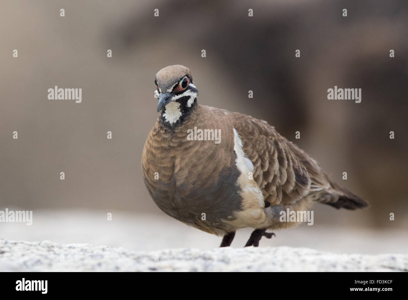 Australian squatter hi-res stock photography and images - Alamy