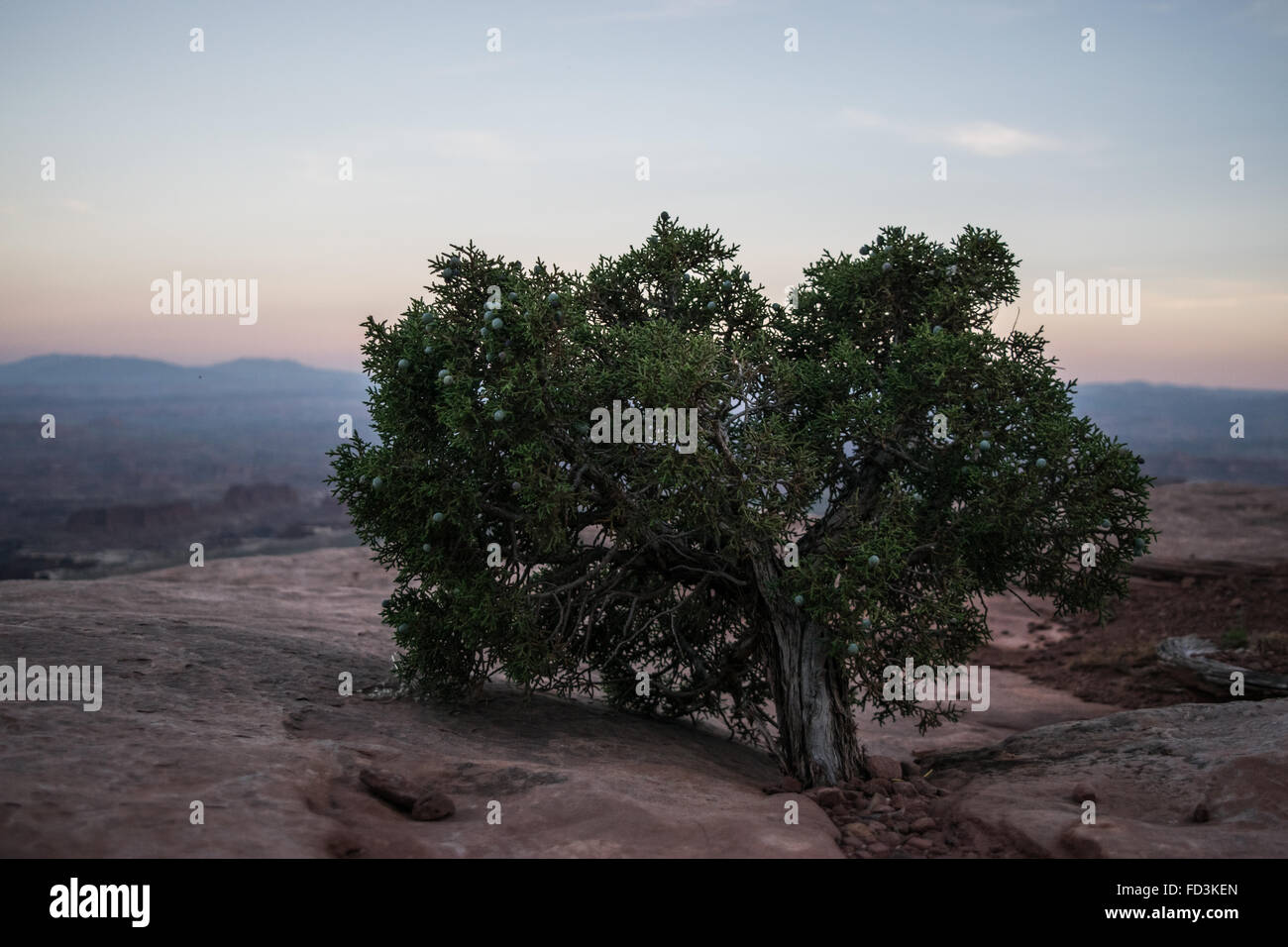 Life Finds A Way Stock Photo - Alamy