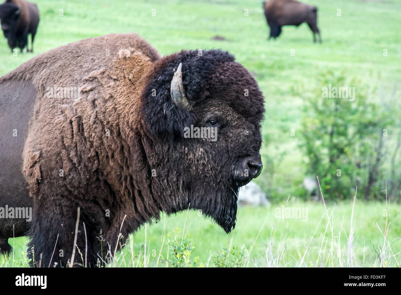 Close up buffalo grazing hi-res stock photography and images - Alamy