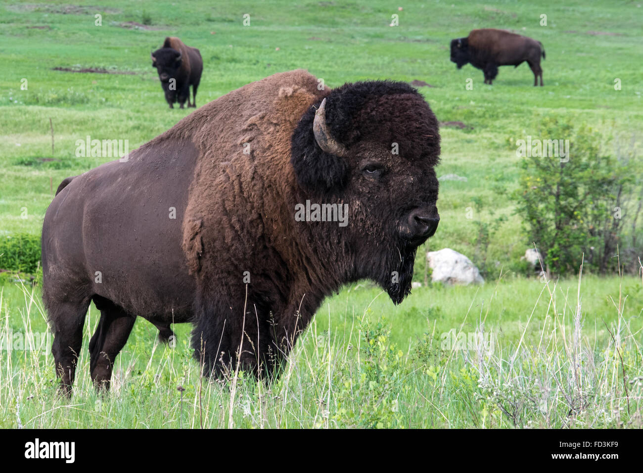 Grazing buffalo hi-res stock photography and images - Alamy