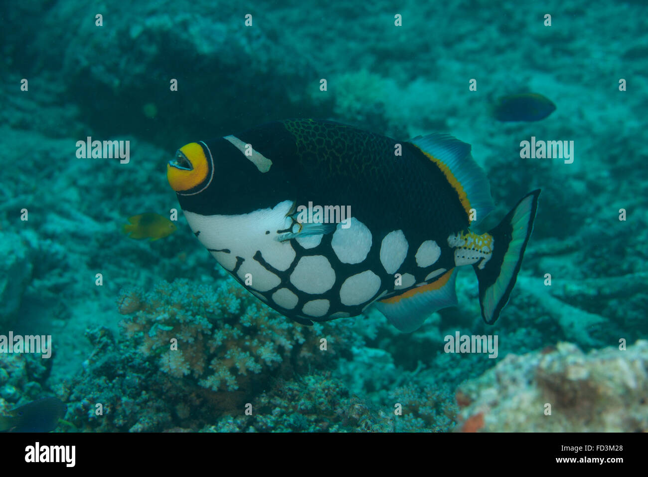 Clown triggerfish (Balistoides conspicillum) swimming at Beqa Lagoon ...