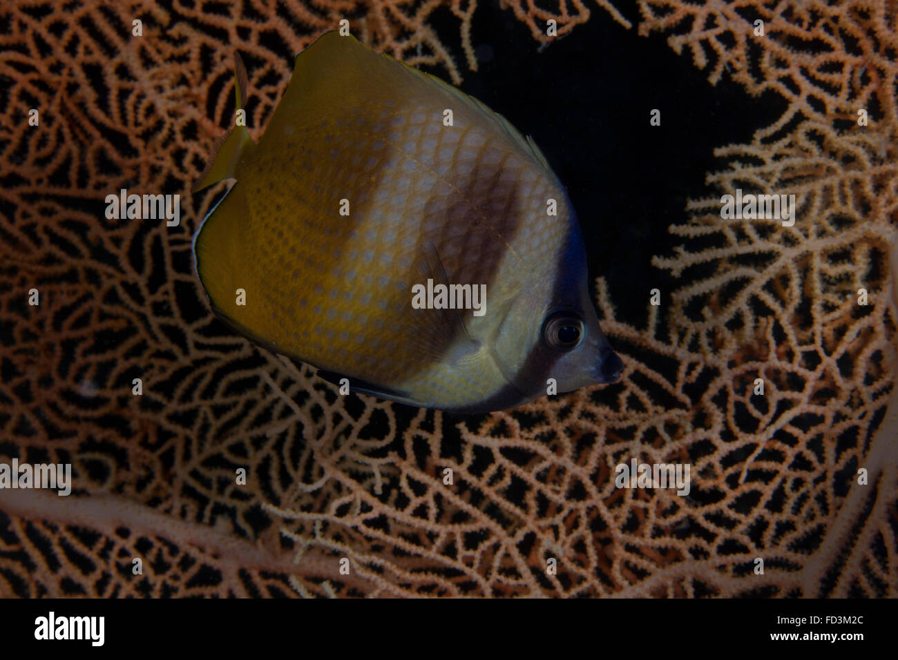 Klein's butterflyfish (Chaetodon Kleinii), Beqa Lagoon, Fiji Stock ...