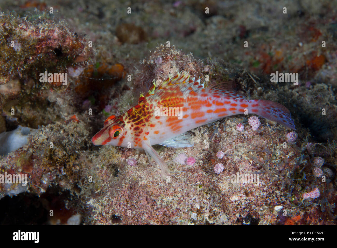 Dwarf hawkfish, Fiji Stock Photo - Alamy