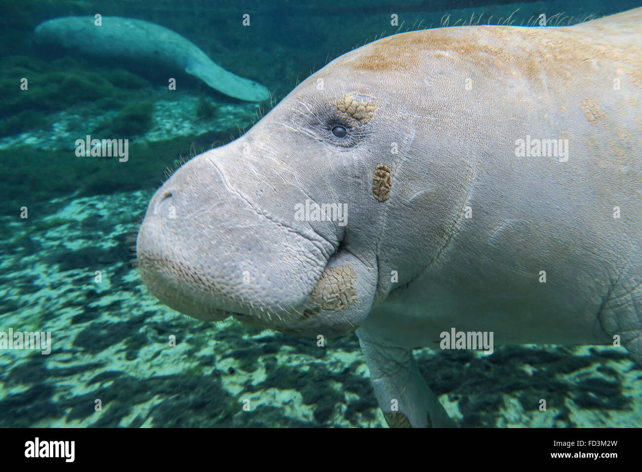 A close-up head profile of a manatee swimming in Fanning Springs State ...