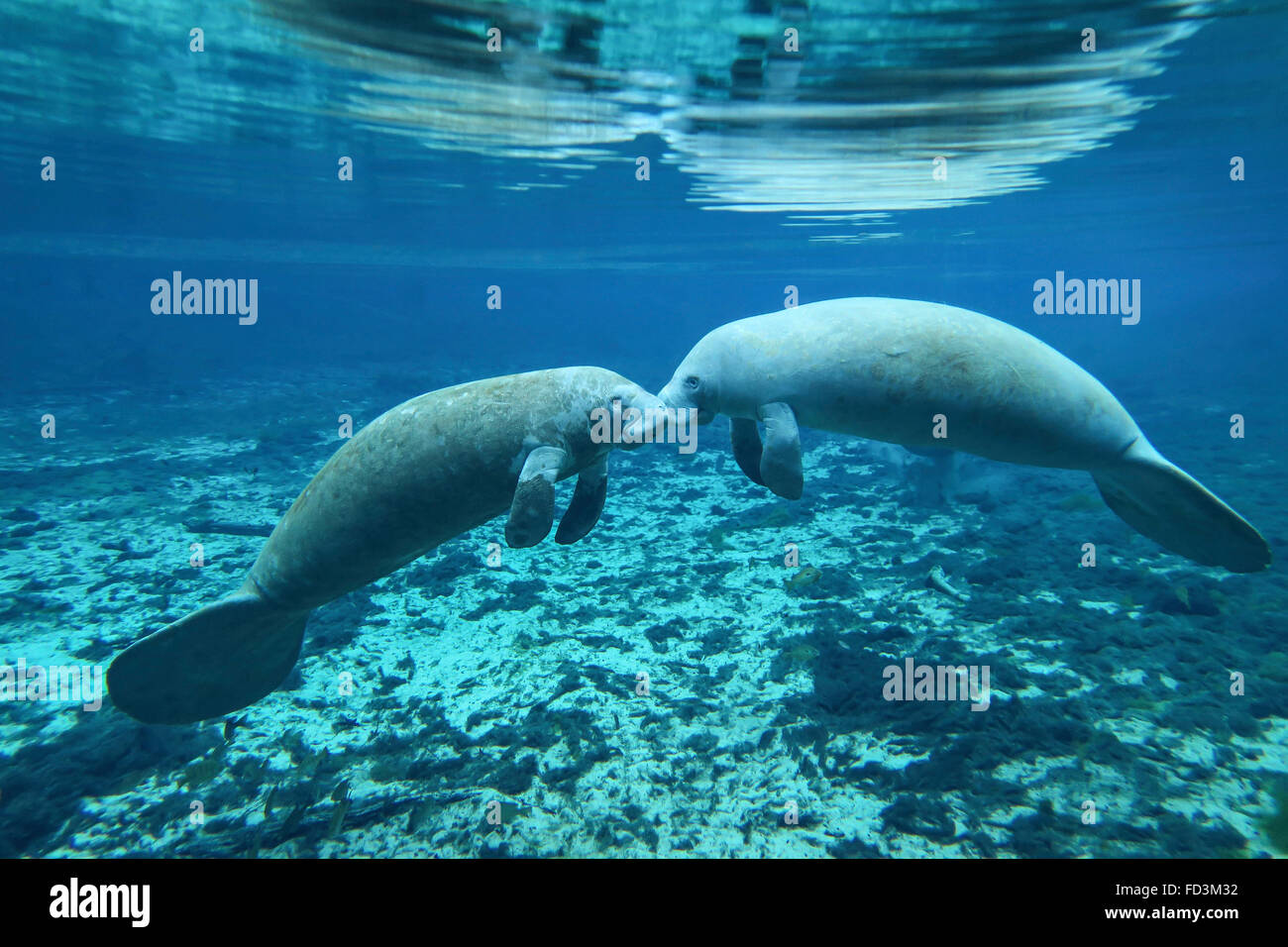 A pair of manatees appear to be greeting each other as they meet in the ...