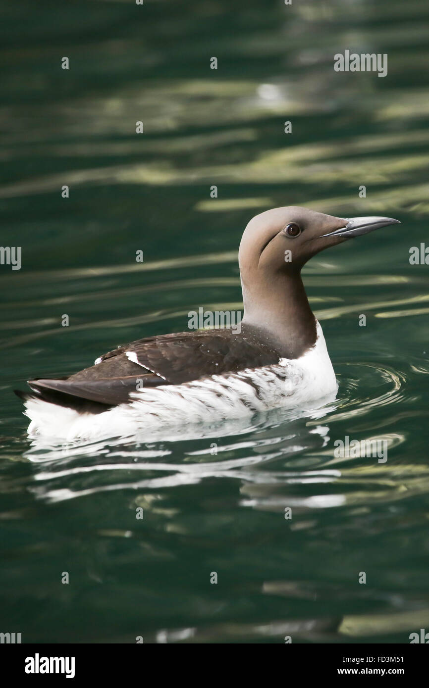 Svalbard, Bjørnøya, Bear Island. Portrait image of common guilemot ...
