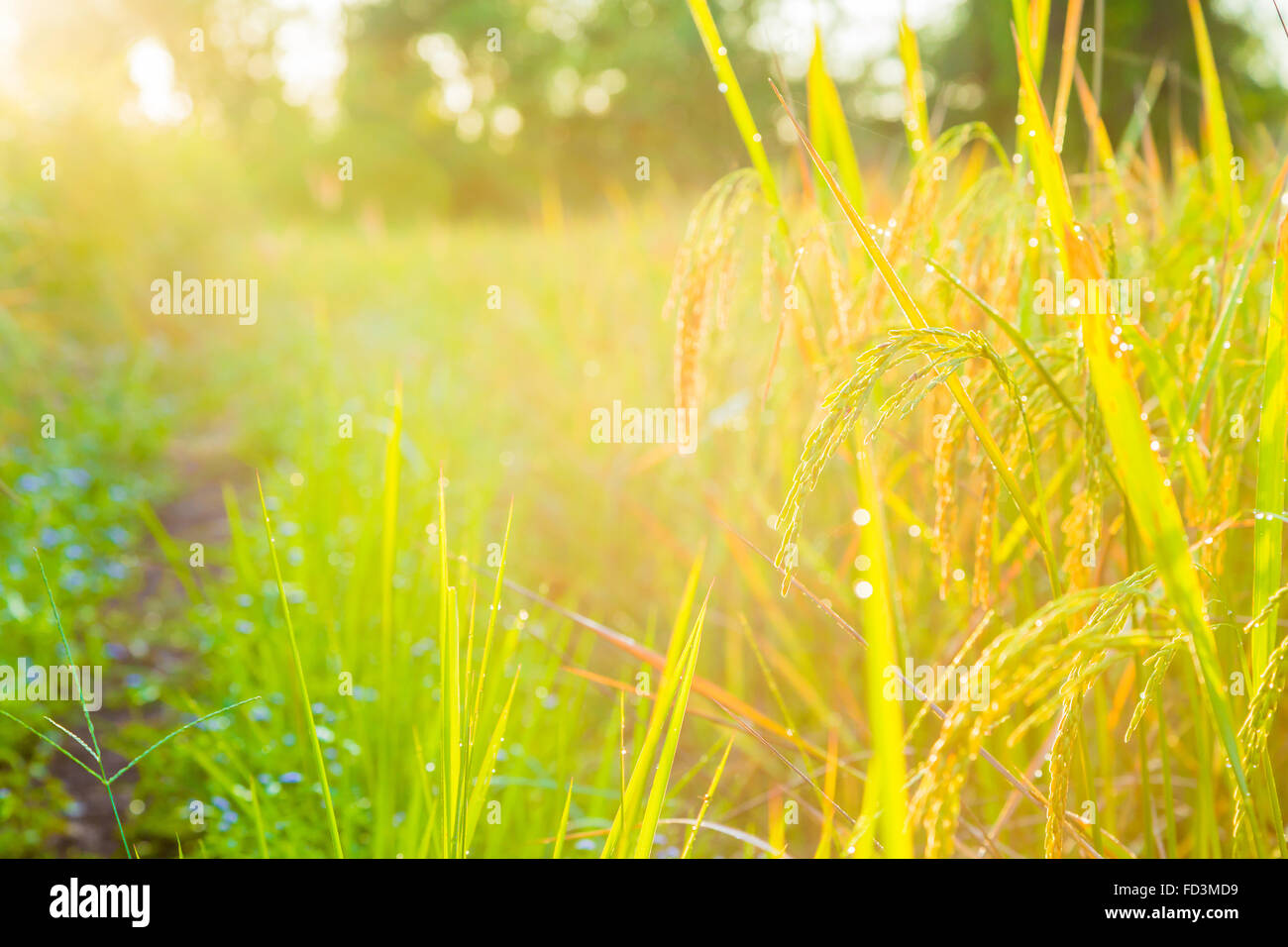 Rice spike in rice field Stock Photo - Alamy