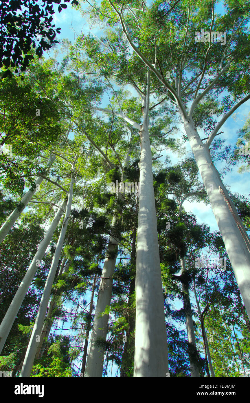 Tall trees reaching for the sky on Fraser Island Stock Photo - Alamy