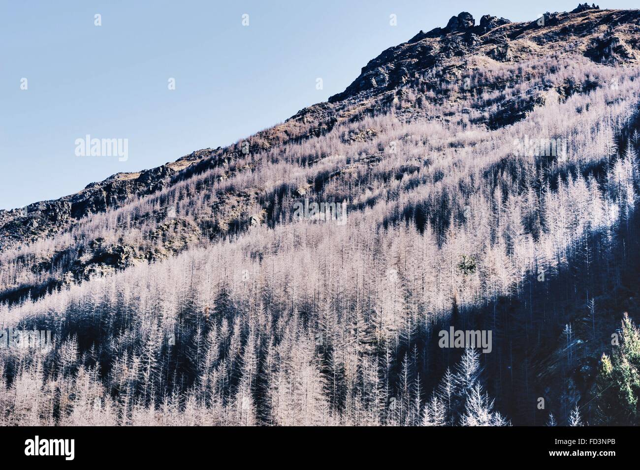 White pine trees on a mountain in the South Island of beautiful New ...