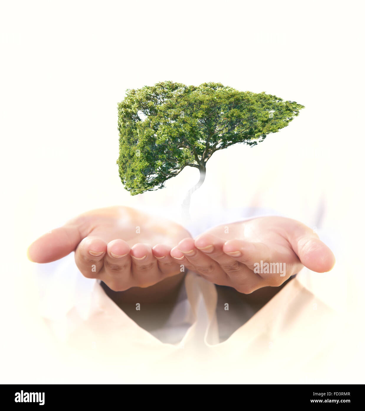 Conceptual image of green tree shaped like human liver Stock Photo - Alamy