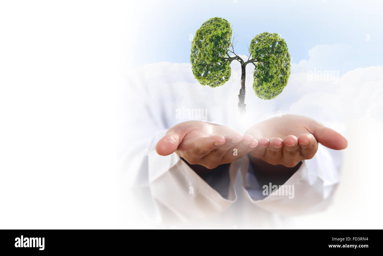 Conceptual image of green tree in hands shaped like human lungs Stock ...