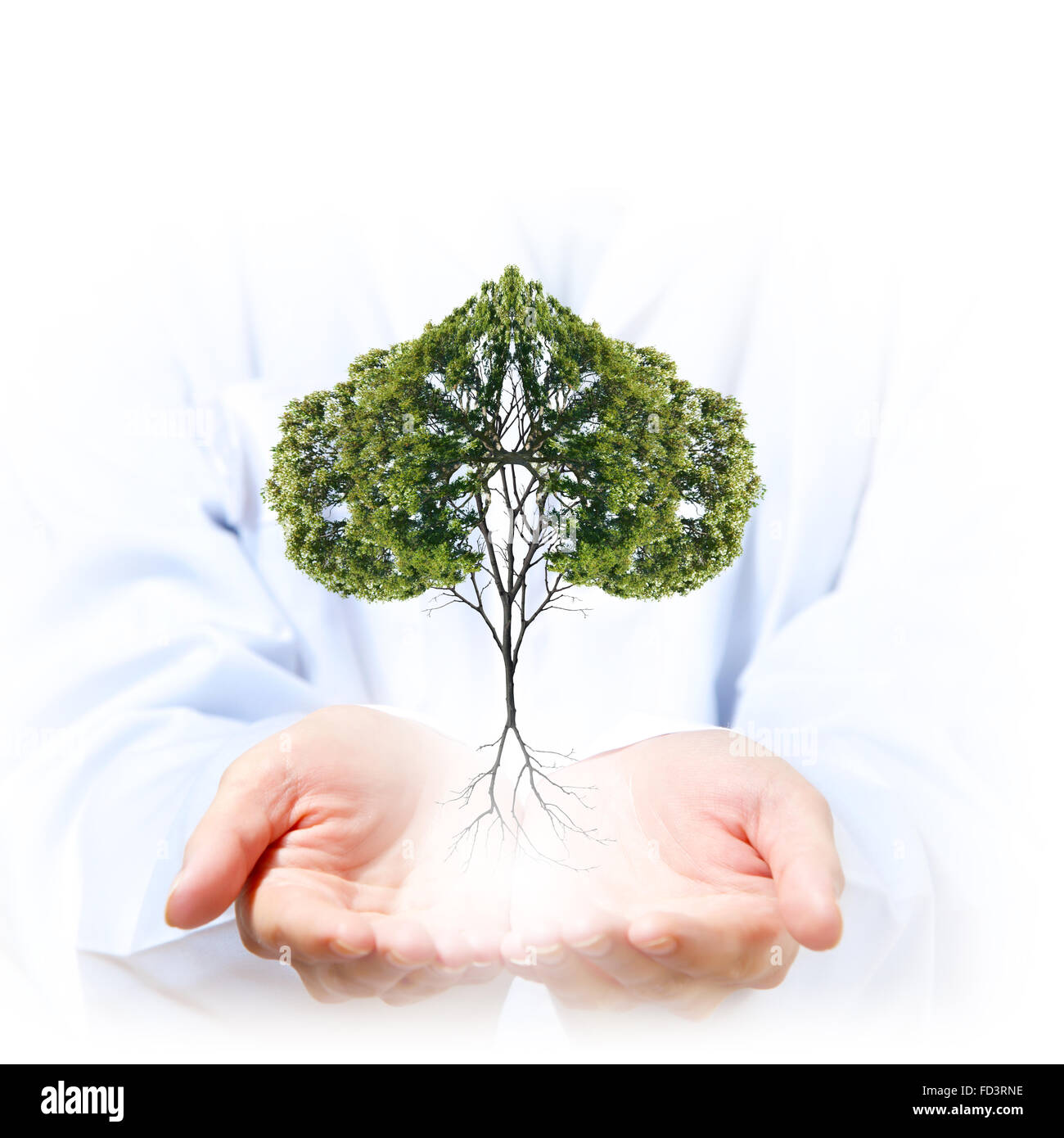 Close up of human hands holding green tree Stock Photo - Alamy