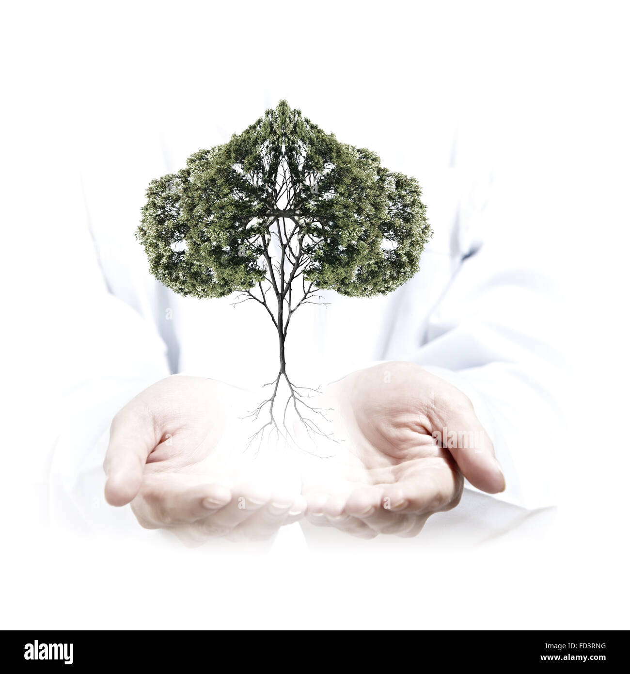 Close up of human hands holding green tree Stock Photo - Alamy