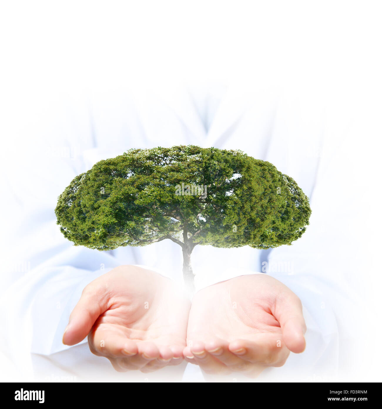 Close up of human hands holding green tree Stock Photo - Alamy