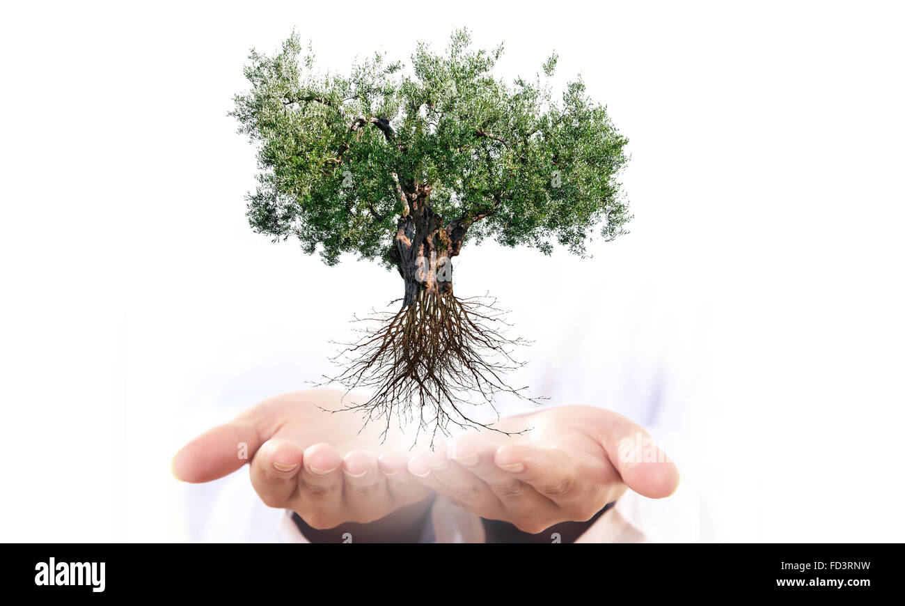 Close up of human hands holding green tree Stock Photo - Alamy