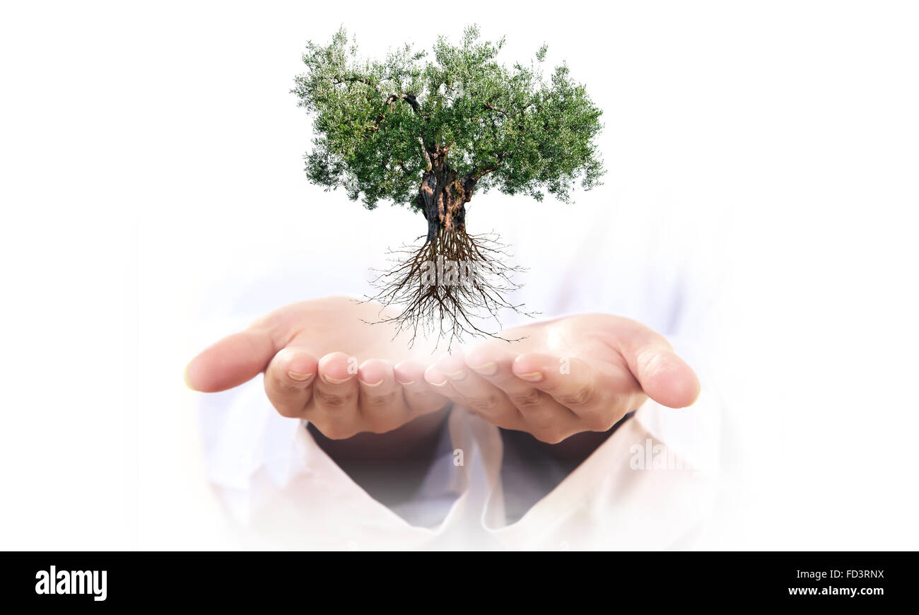 Close up of human hands holding green tree Stock Photo - Alamy