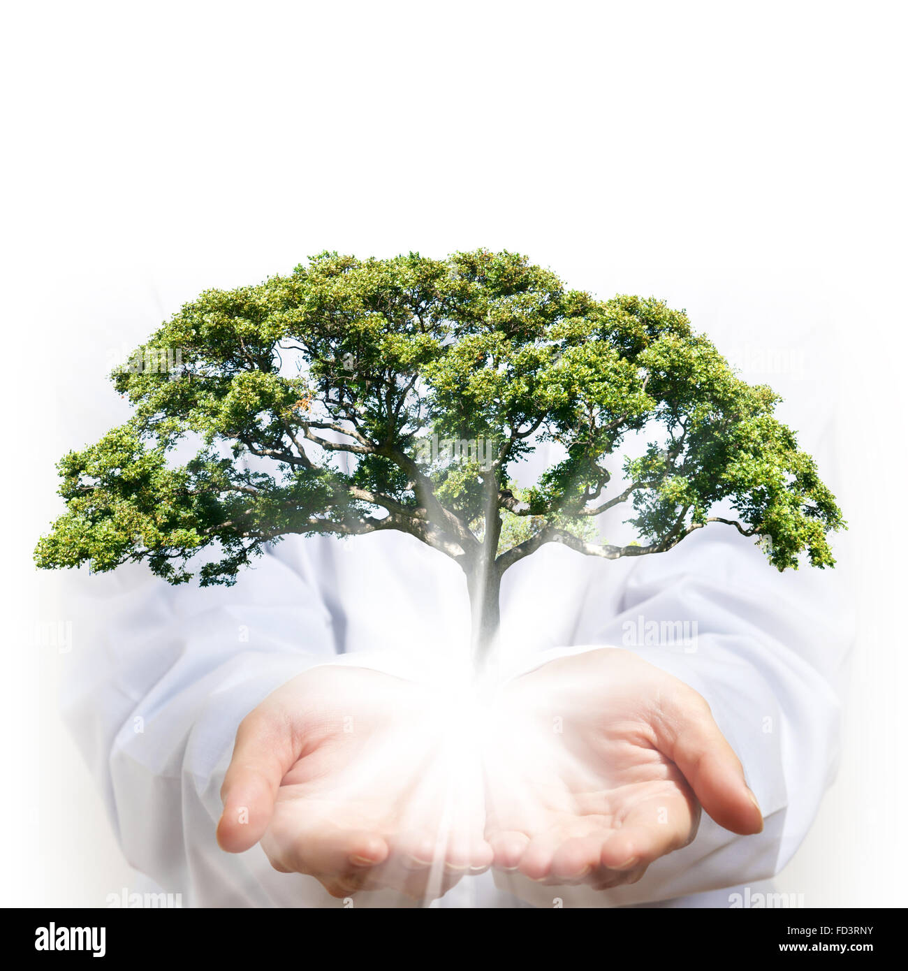 Close up of human hands holding green tree Stock Photo - Alamy
