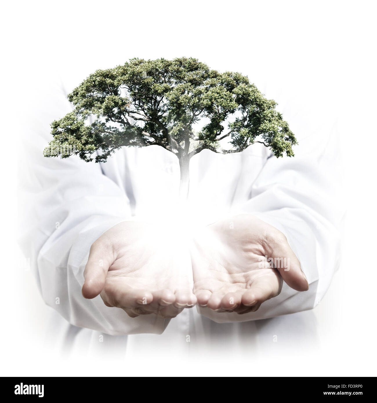 Close up of human hands holding green tree Stock Photo - Alamy