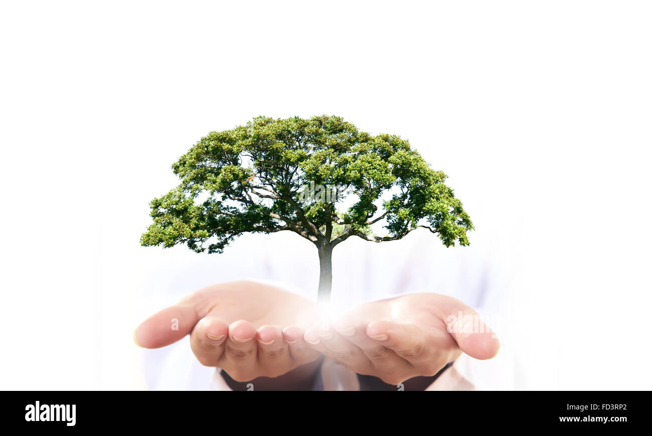 Close up of human hands holding green tree Stock Photo - Alamy