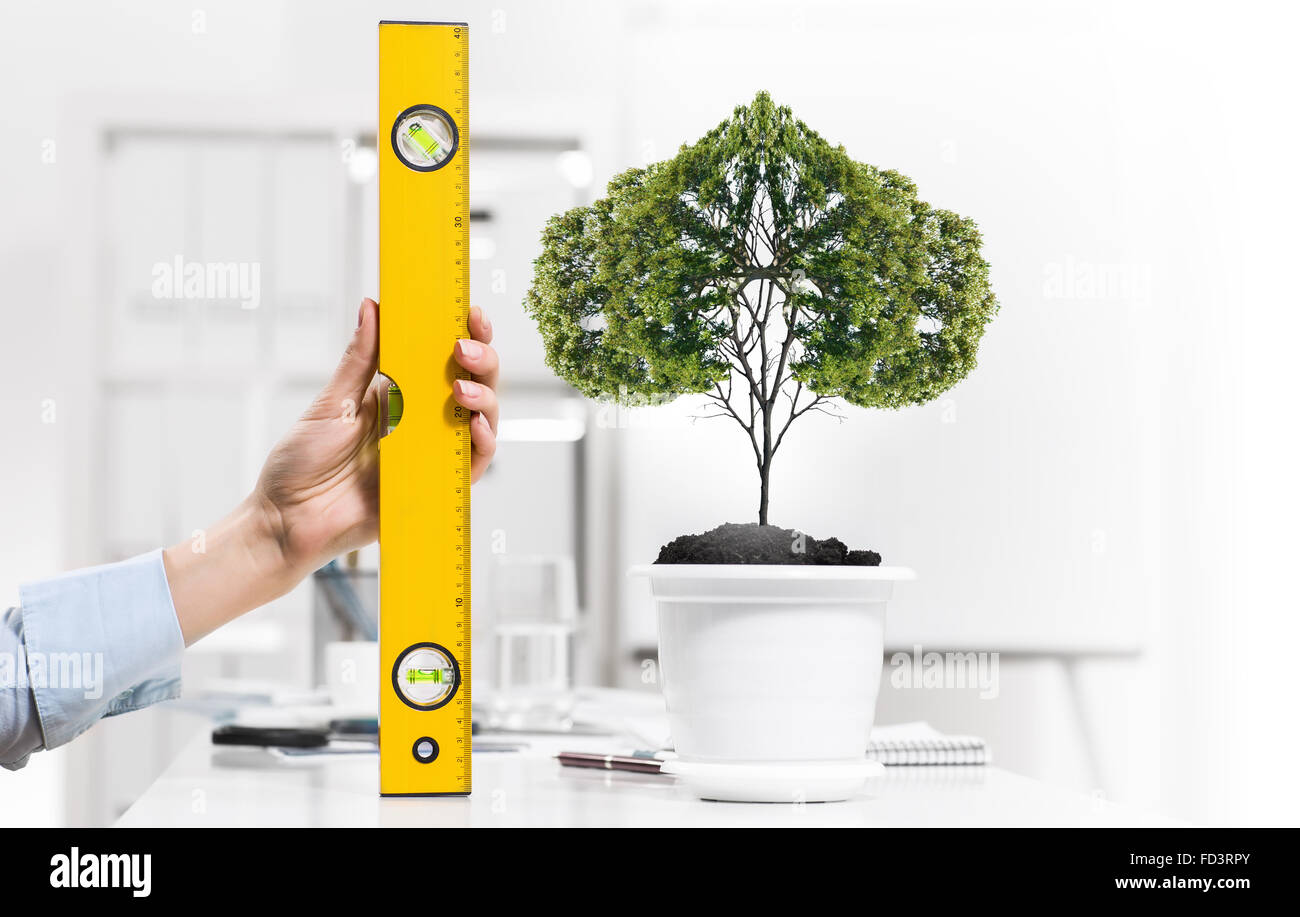 Close up of human hand measuring tree in pot with ruler Stock Photo - Alamy