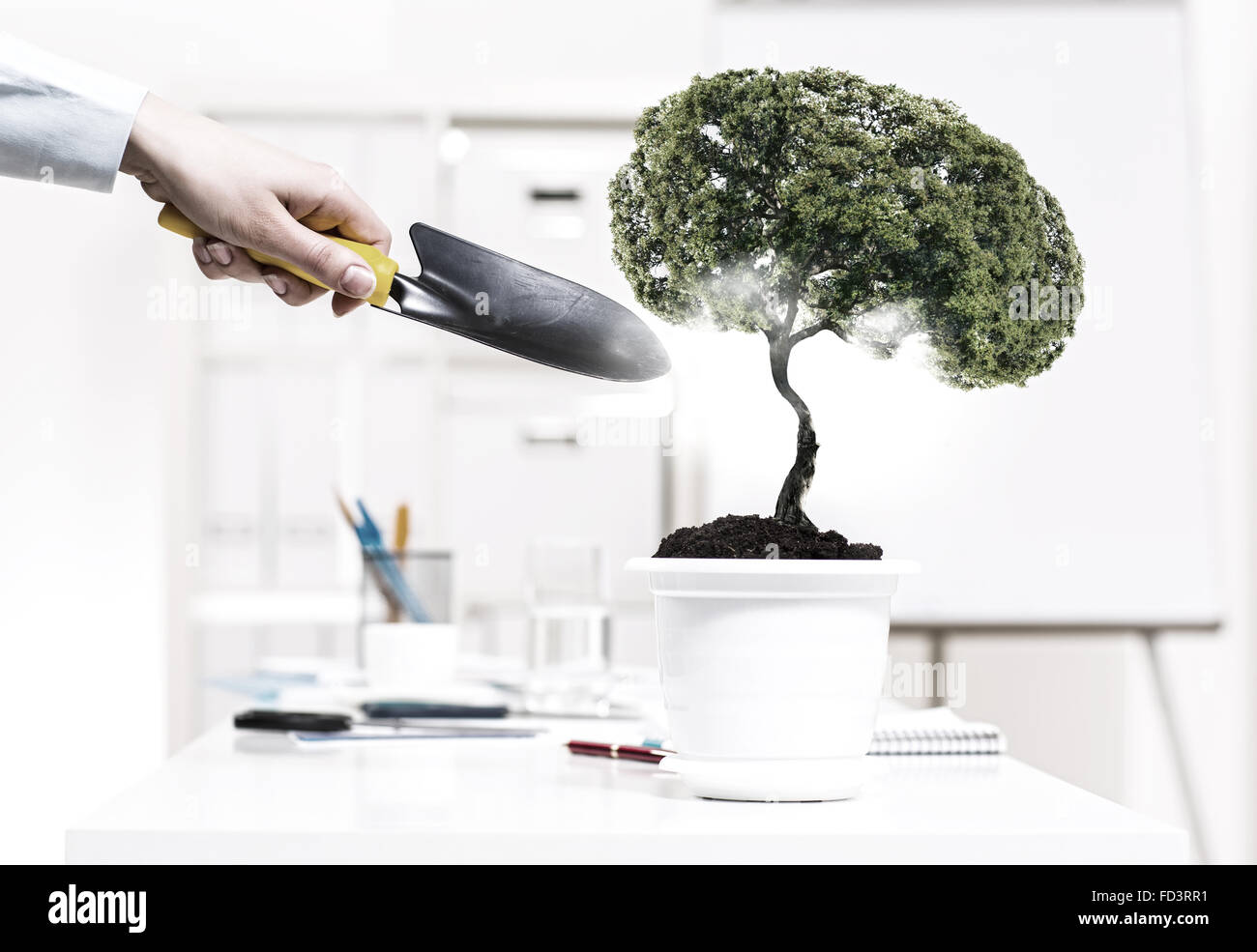 Close up of human hand and tree in flower pot Stock Photo - Alamy