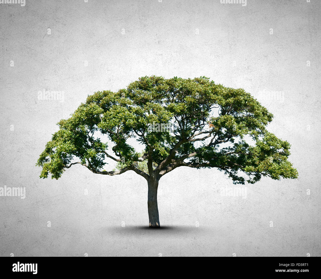 Conceptual image of green tree shaped like brain Stock Photo - Alamy