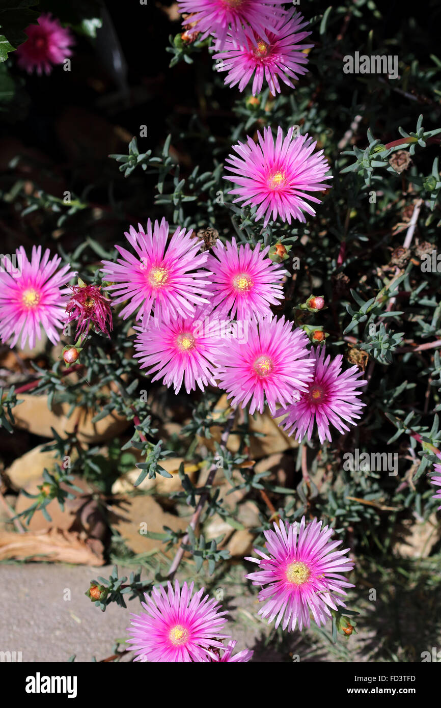 Hot pink pig face hi-res stock photography and images - Alamy
