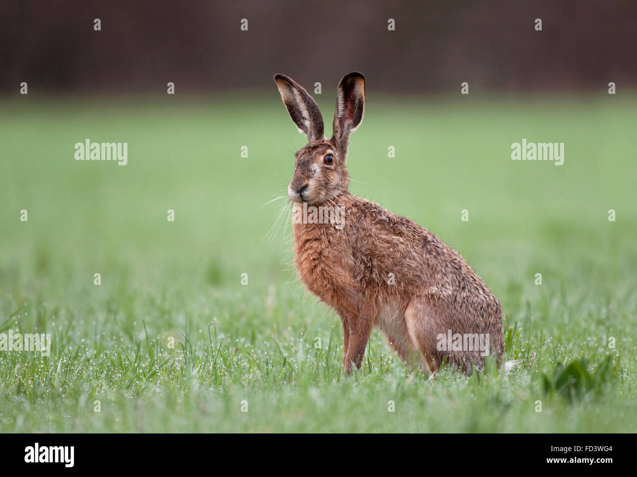 Hare ears grass hi-res stock photography and images - Alamy
