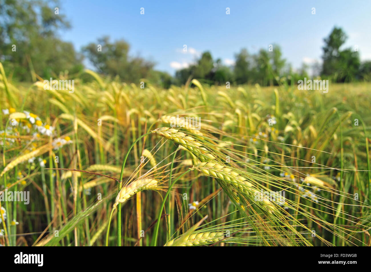 Barley field background hi-res stock photography and images - Alamy