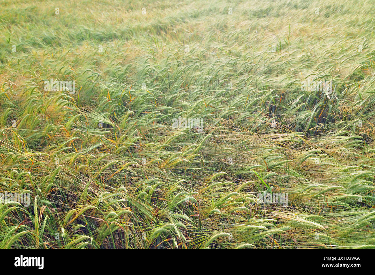 Barley growing hi-res stock photography and images - Alamy