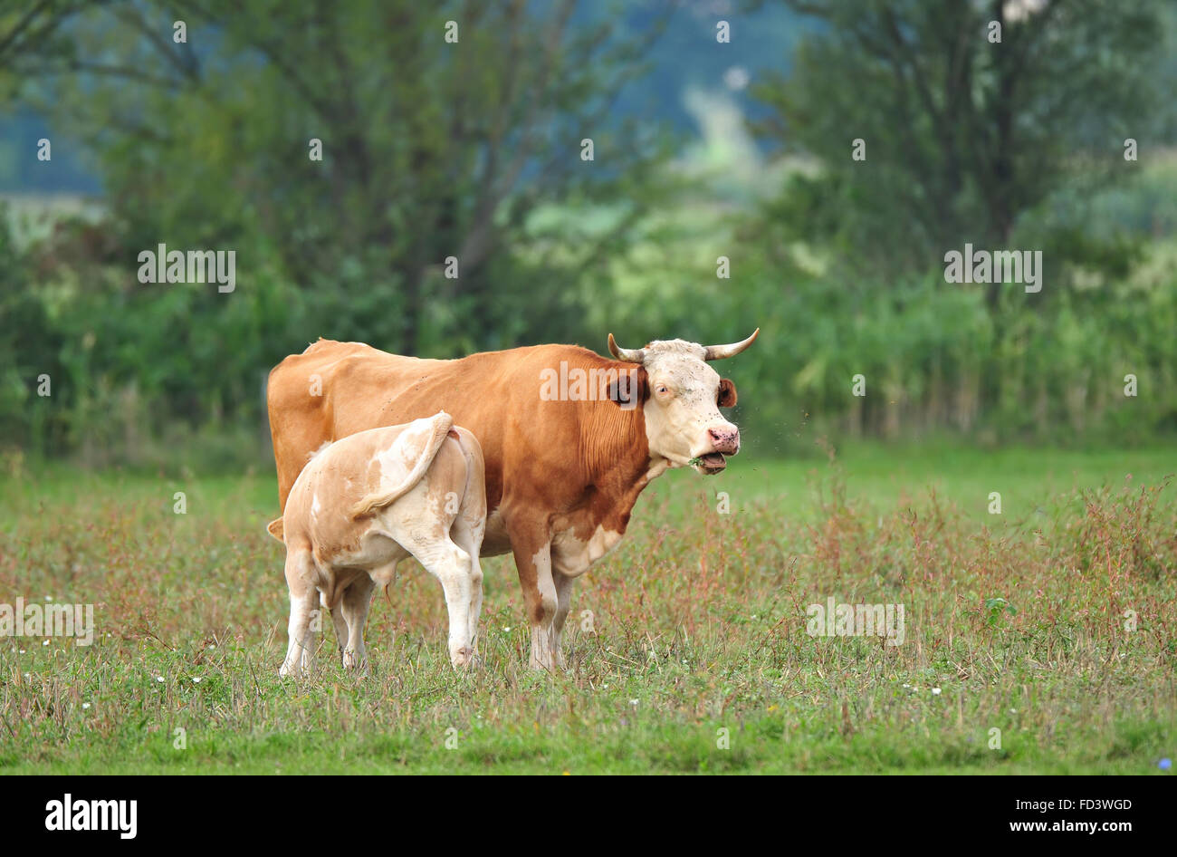 Cow calf drinking milk hi-res stock photography and images - Alamy