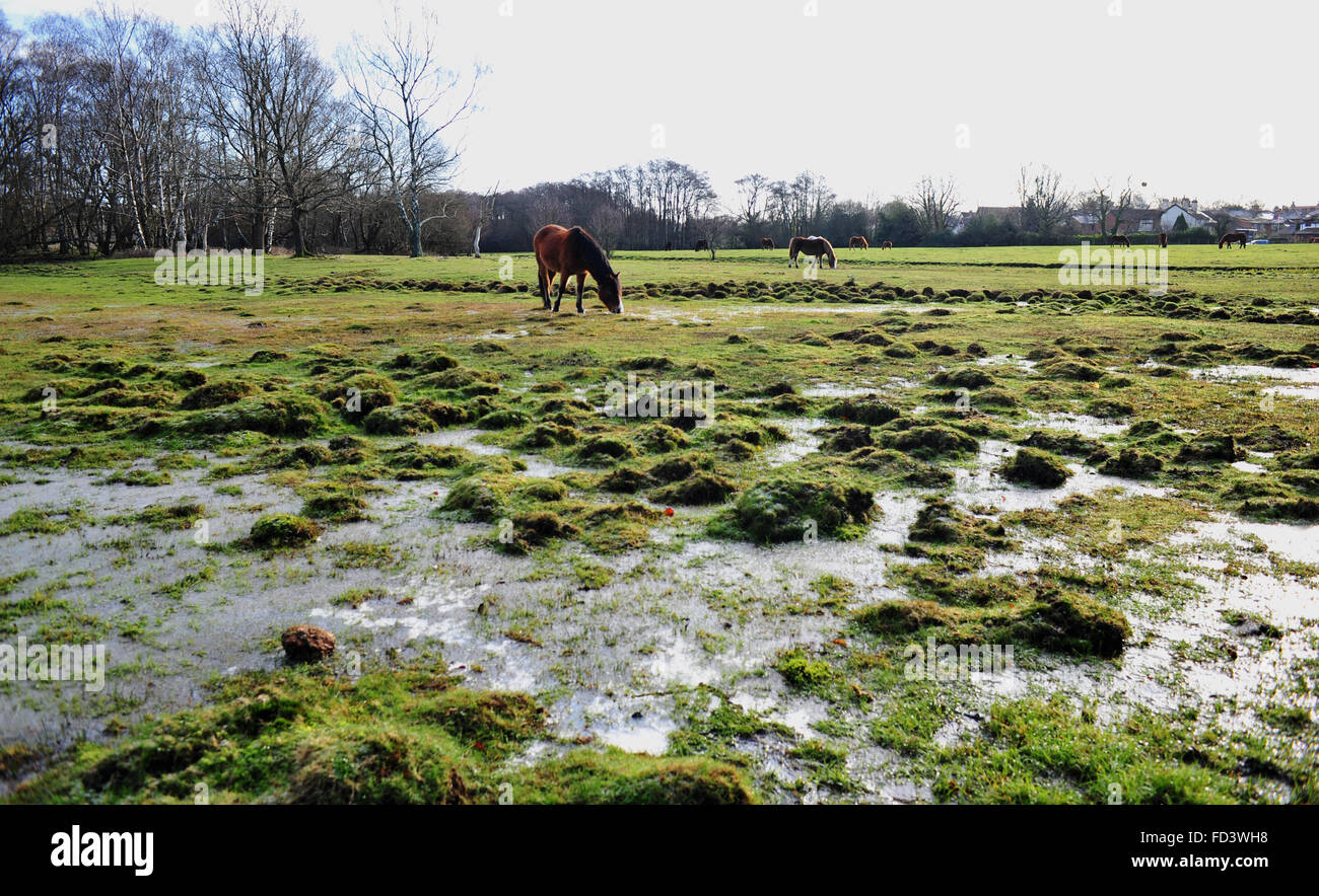 New Forest ponies grazing in a wet flooded field at Lyndhurst Hampshire ...