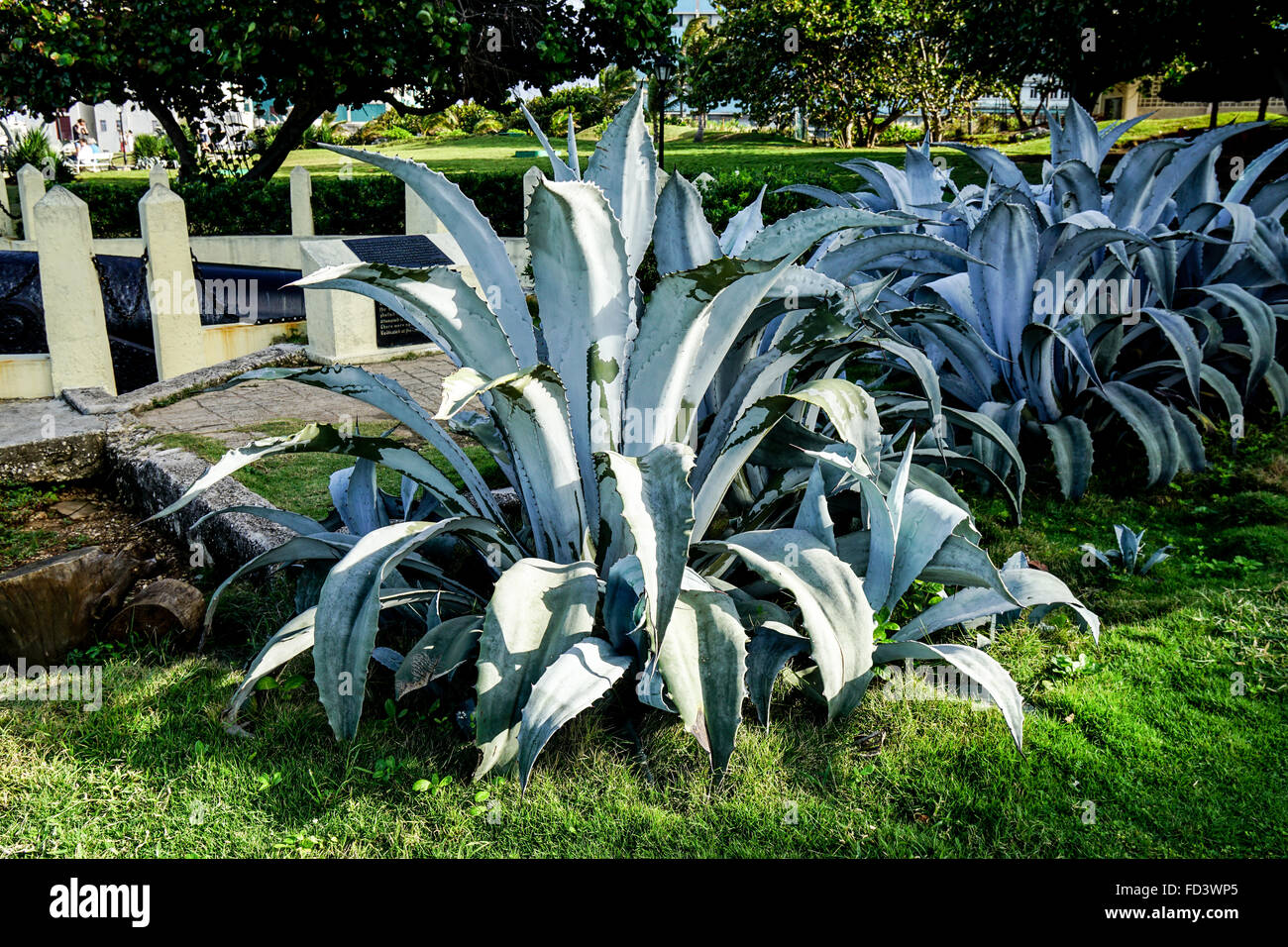 large agave cactus growing outdoors in sunshine Stock Photo - Alamy
