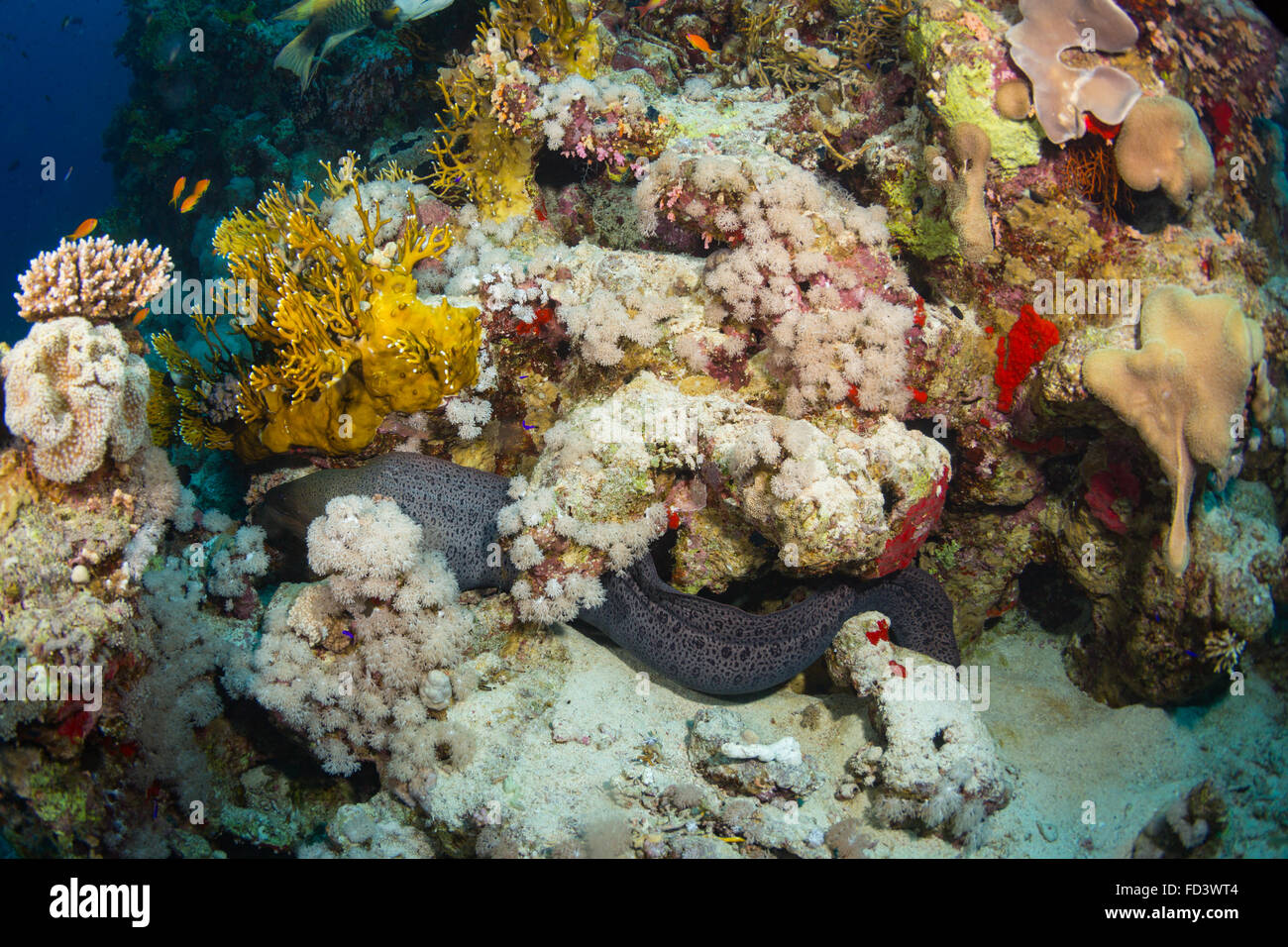 The reefs of the Red Sea Stock Photo - Alamy