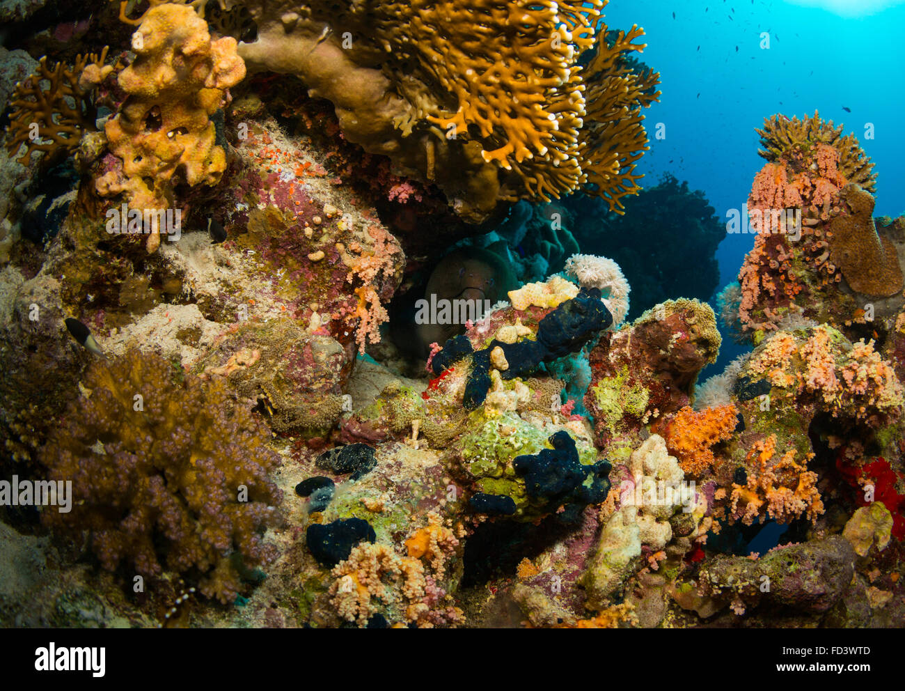 The reefs of the Red Sea Stock Photo - Alamy