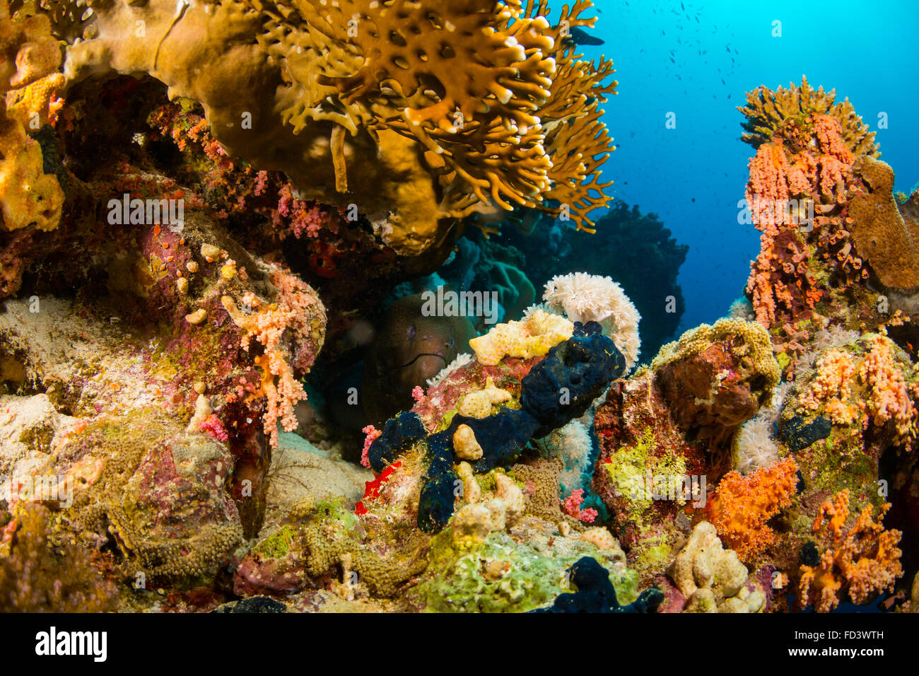 The reefs of the Red Sea Stock Photo - Alamy