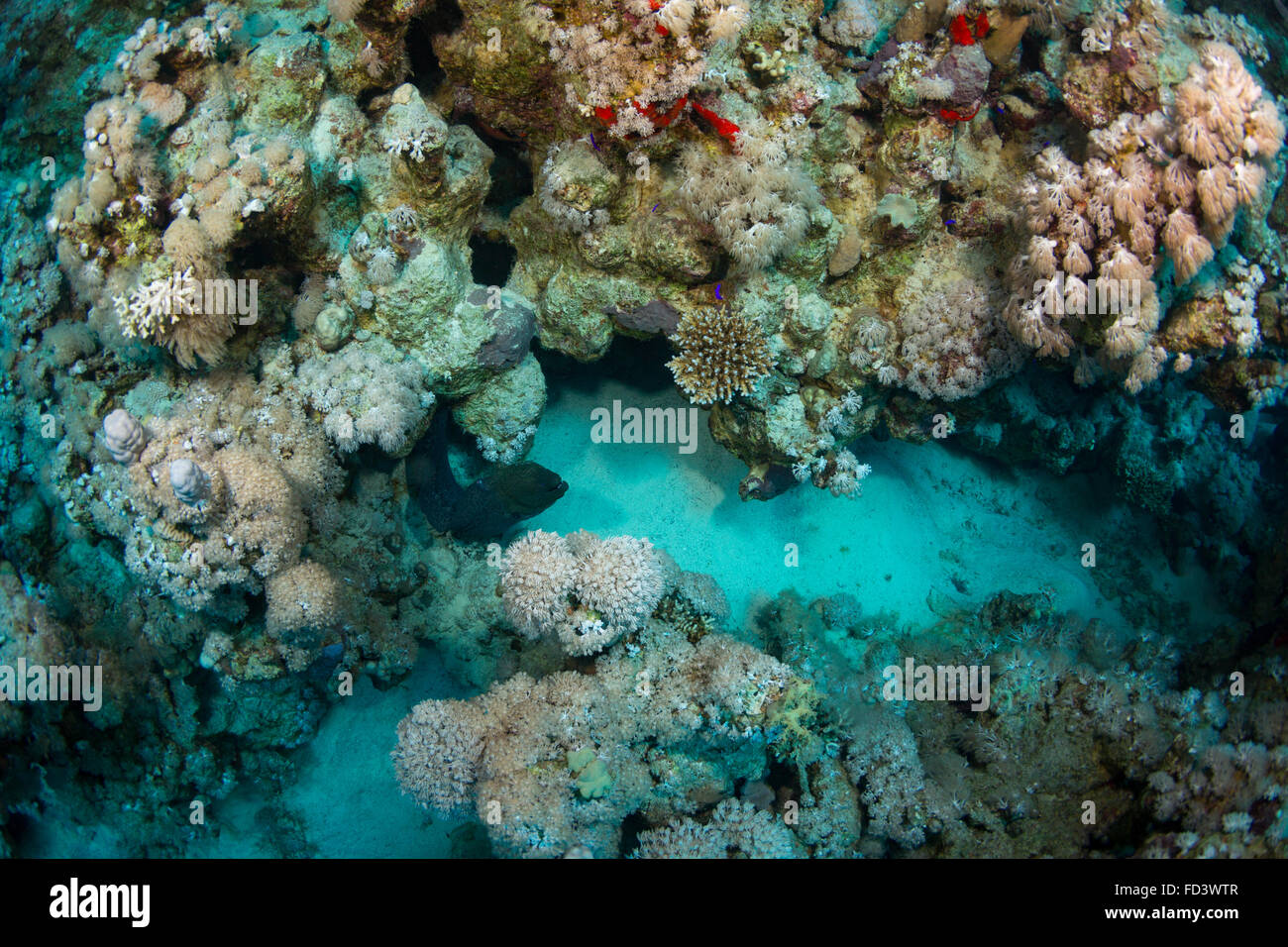 The reefs of the Red Sea Stock Photo - Alamy