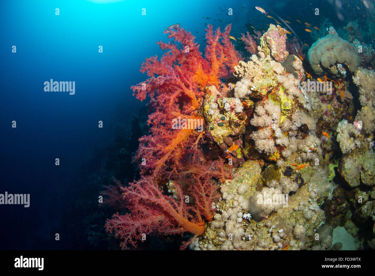 The reefs of the Red Sea Stock Photo - Alamy