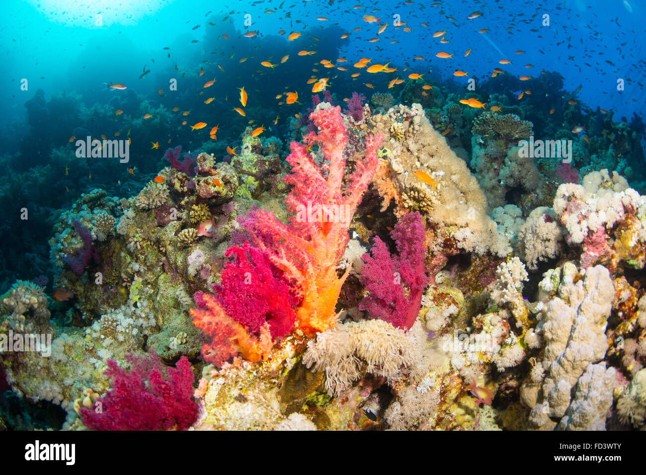 The reefs of the Red Sea Stock Photo - Alamy