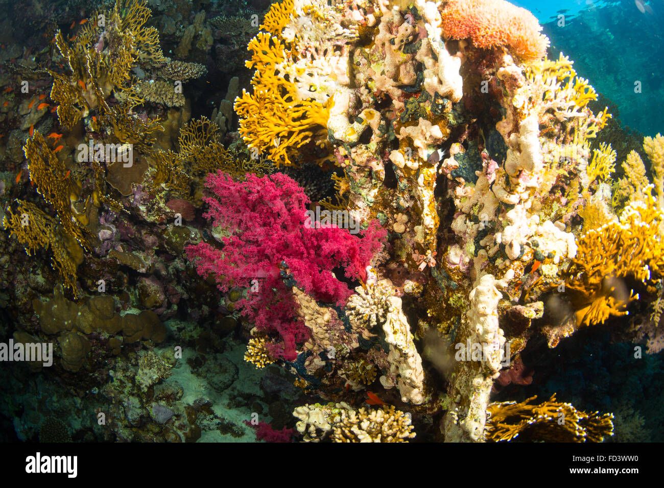 The reefs of the Red Sea Stock Photo - Alamy