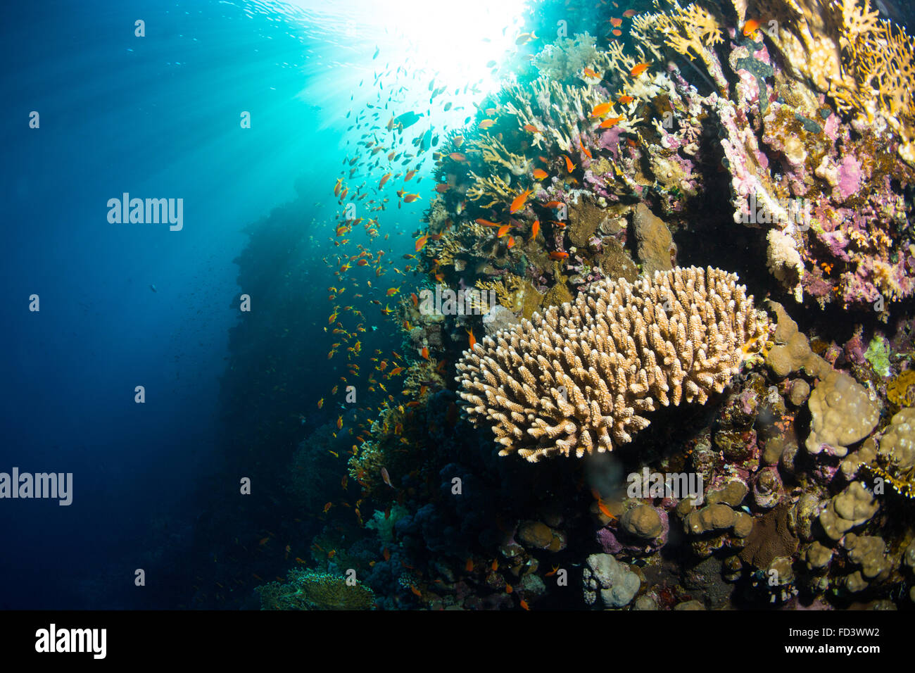 The reefs of the Red Sea Stock Photo - Alamy