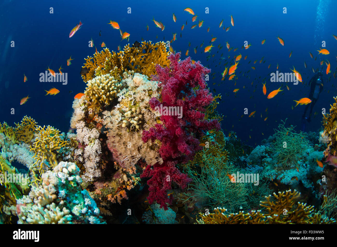 The reefs of the Red Sea Stock Photo - Alamy